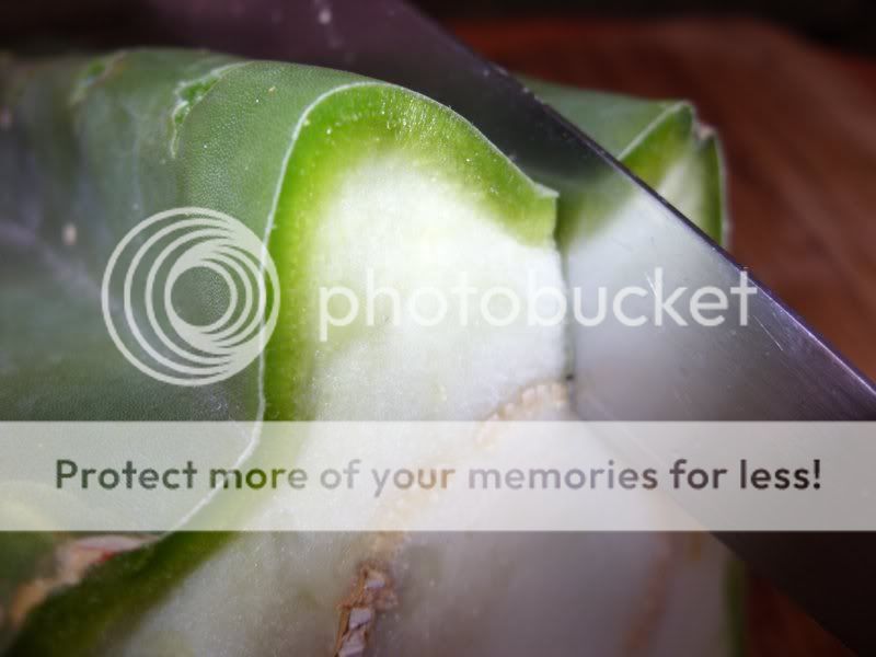 Working with fresh cactus - a pictoral. | DMT-Nexus forum