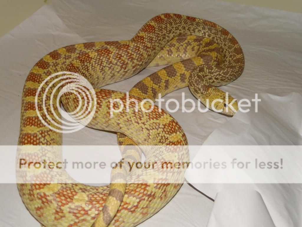 some bulls | Reptile Forums